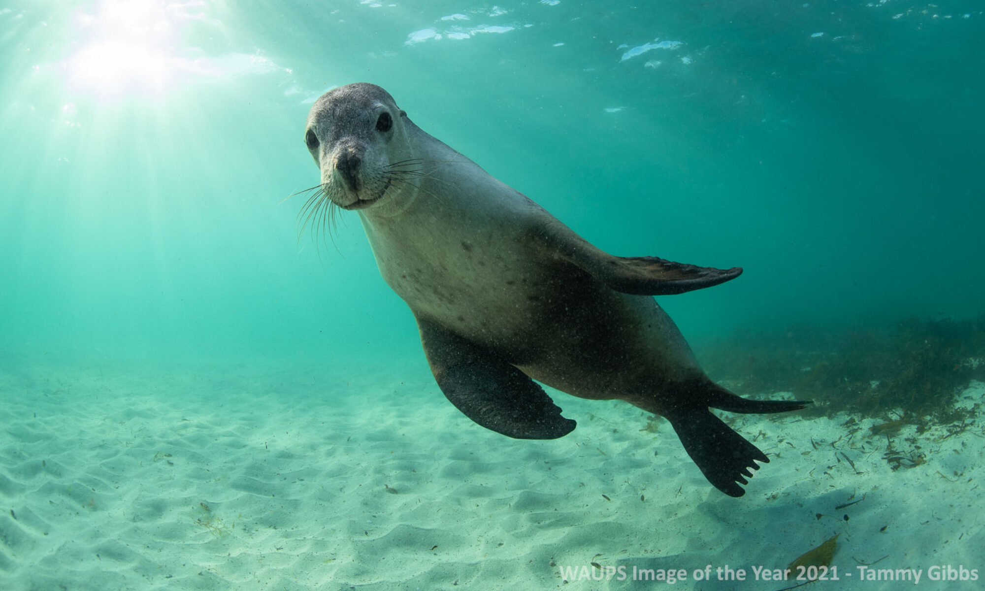 Western Australia Underwater Photographic Society – Western Australia ...
